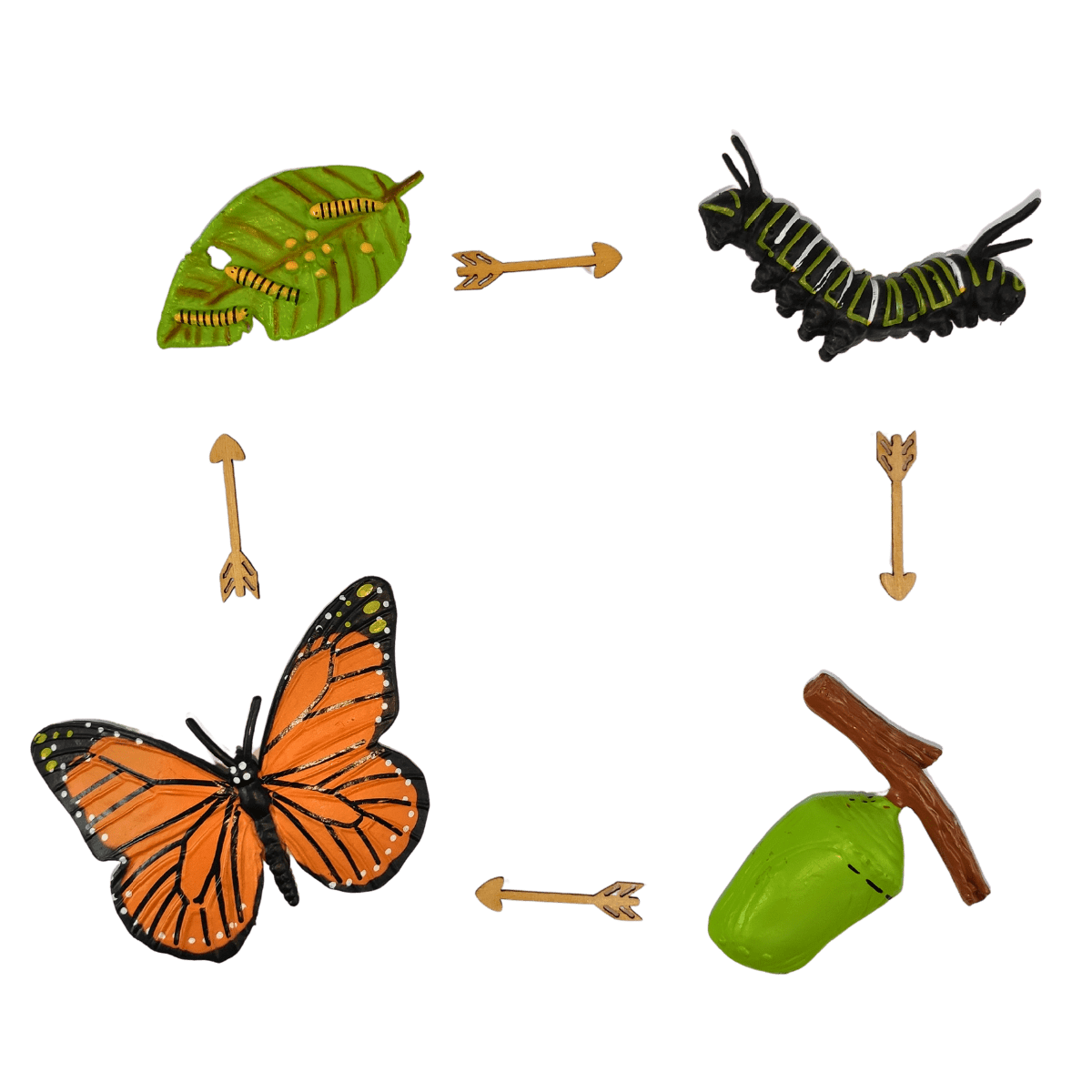 Levenscyclus Van Een Vlinderrups Monarchvlinder Wikipedia